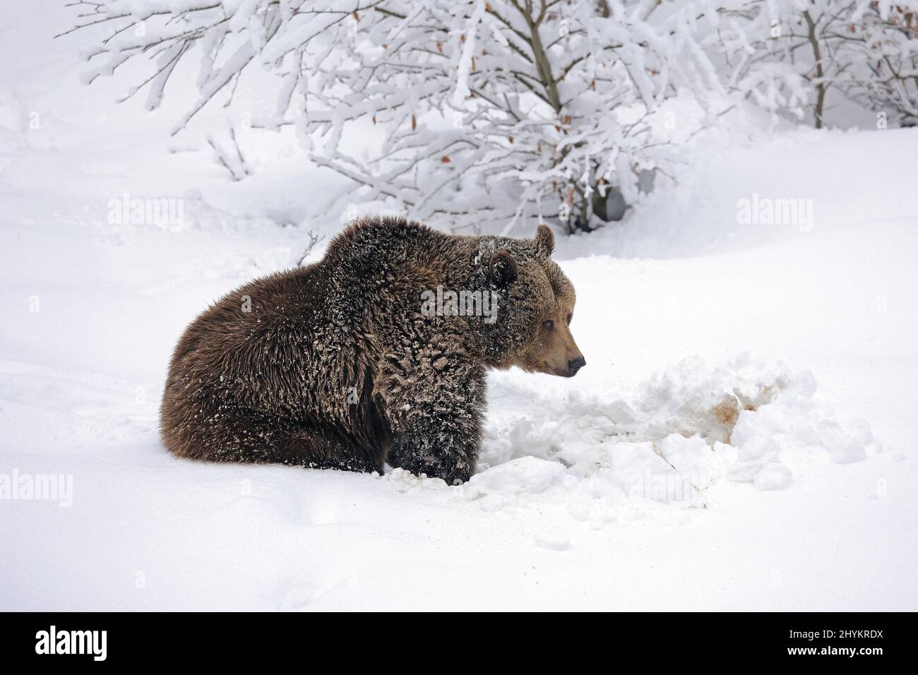 Brown bear (Ursus arctos), snow, Bavarian Forest National Park, Bavaria ...
