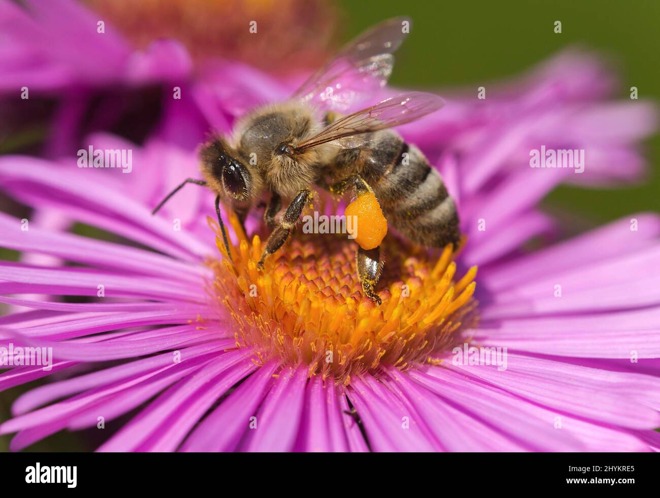 Pollen collecting honey bee (Apis) with filled pollen basket on hind ...