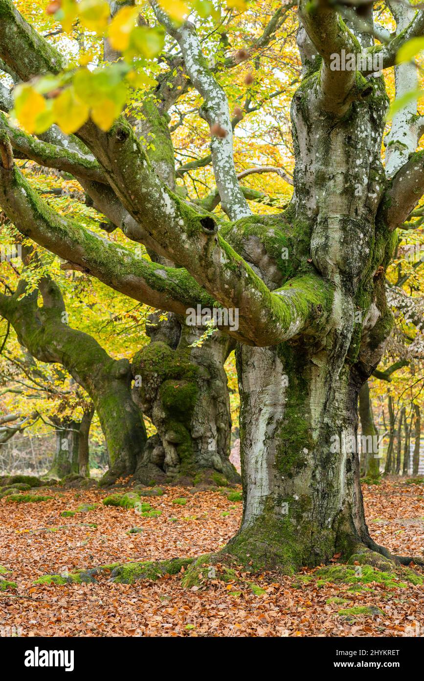 Knotty beeches hi-res stock photography and images - Alamy