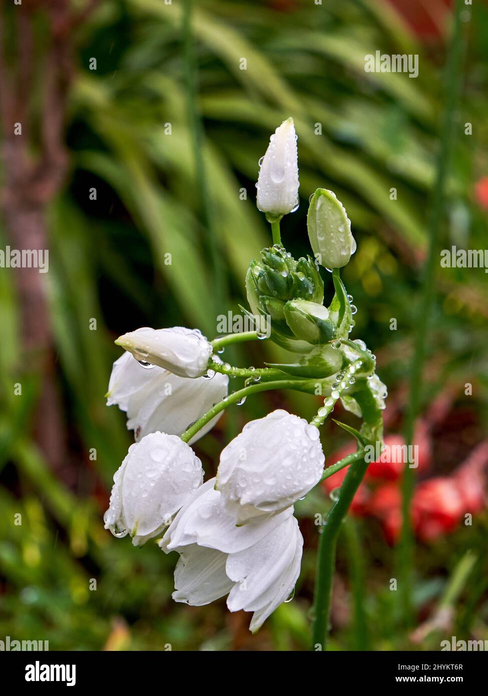 Mouth and flower hi-res stock photography and images - Alamy