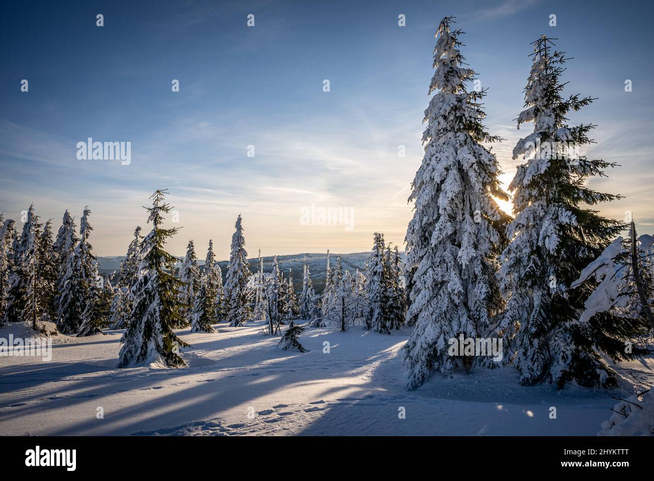 Snow-covered pine trees in Dreisessel Mountains on a sunny day, Germany - Czech Republic Stock ...