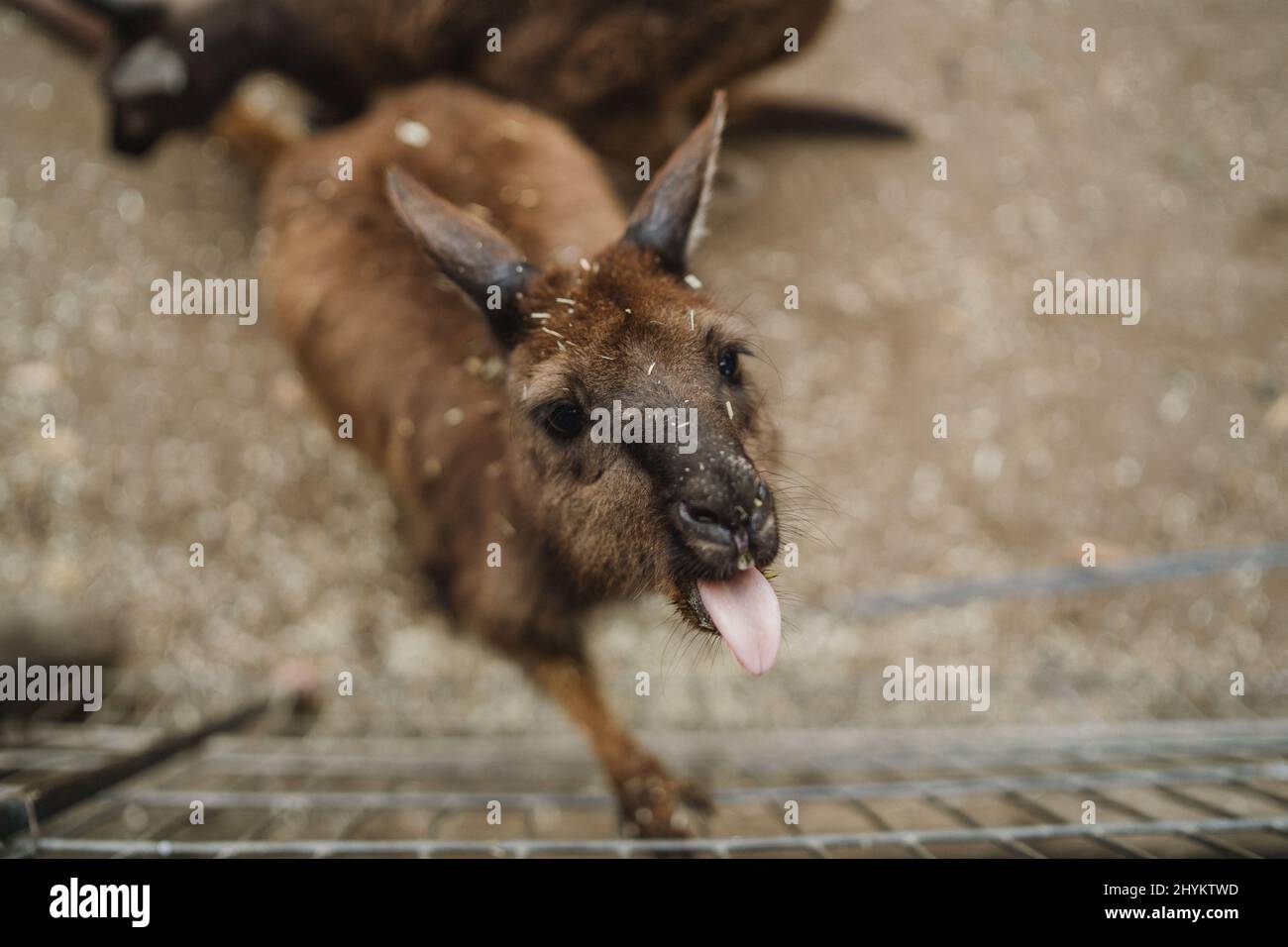 Closeup of the wallaby sticking its tongue out. Australia Stock Photo ...