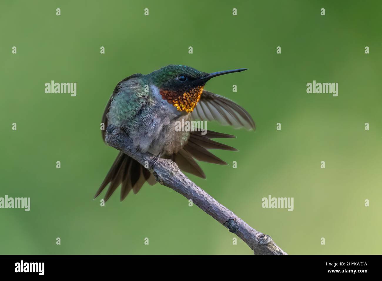 Closeup of the ruby-throated hummingbird. Archilochus colubris Stock ...