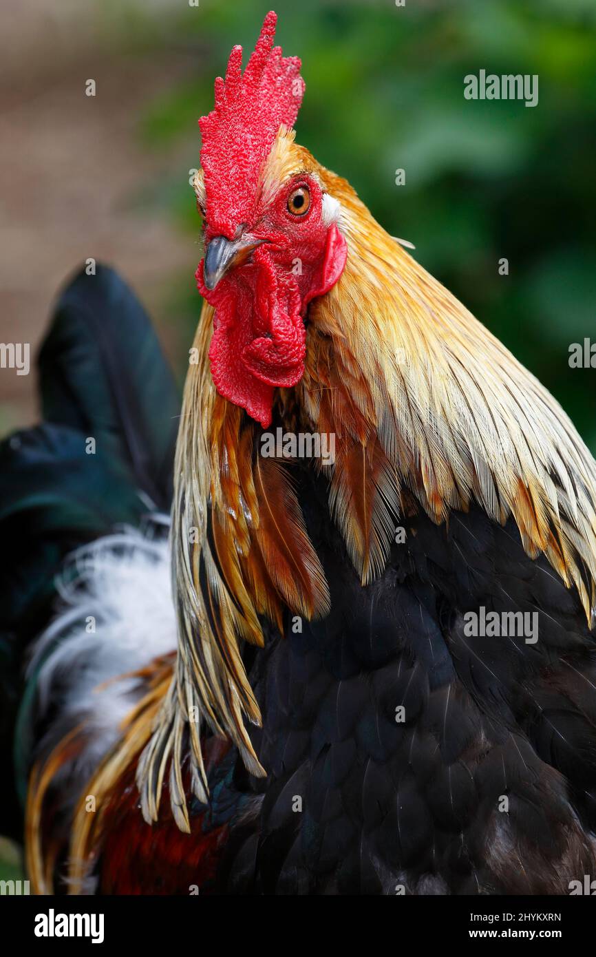 Domestic chicken (Gallus gallus domesticus) Animal portrait, Germany ...