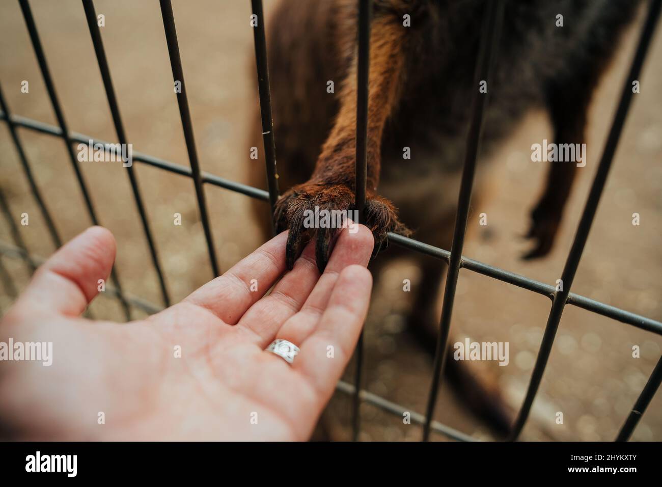 Closeup of the human hand touching the wallaby's paw behind the cage ...
