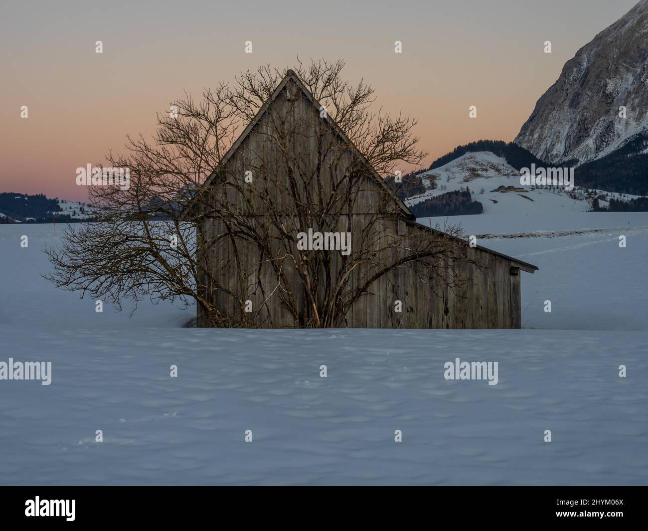 Winter landscape, barn and sparse tree in the evening light, Tauplitz ...