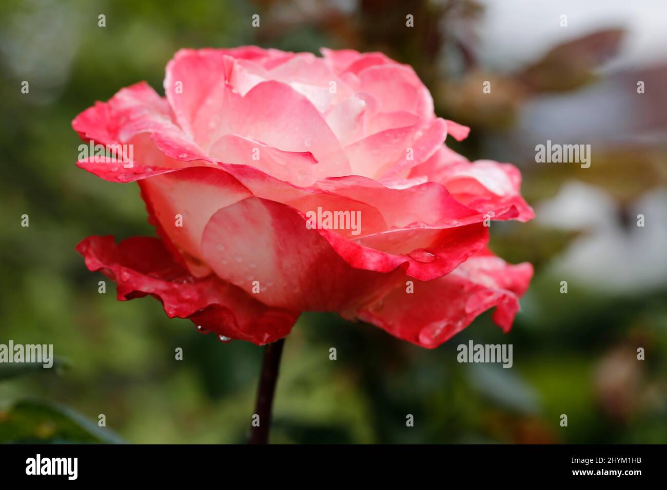 Shrub rose (Rosa), flower, pink blossom with raindrops, Germany Stock ...