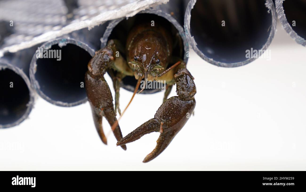 An Endangered White-clawed crayfish at Wallington Hall near Morpeth ...