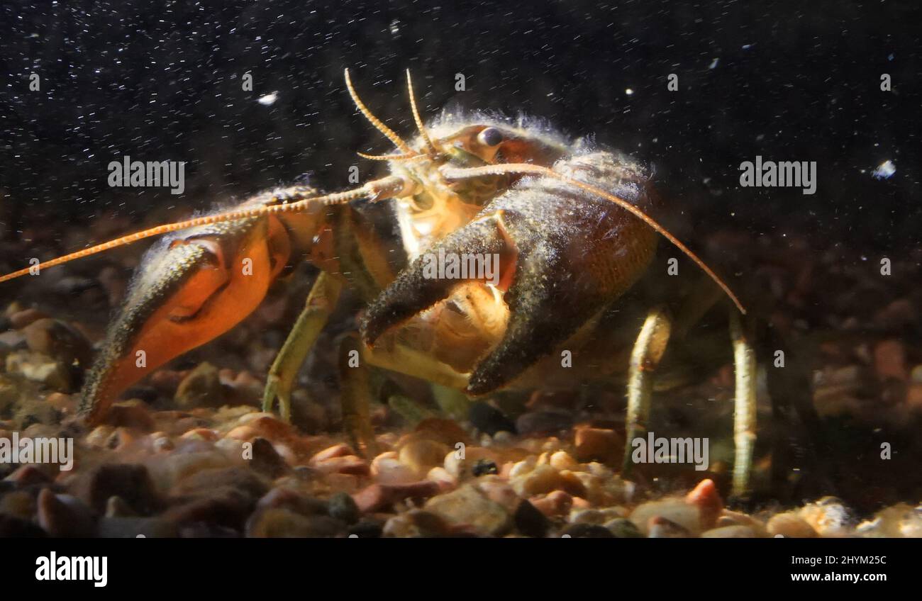An Endangered White-clawed crayfish at Wallington Hall near Morpeth ...