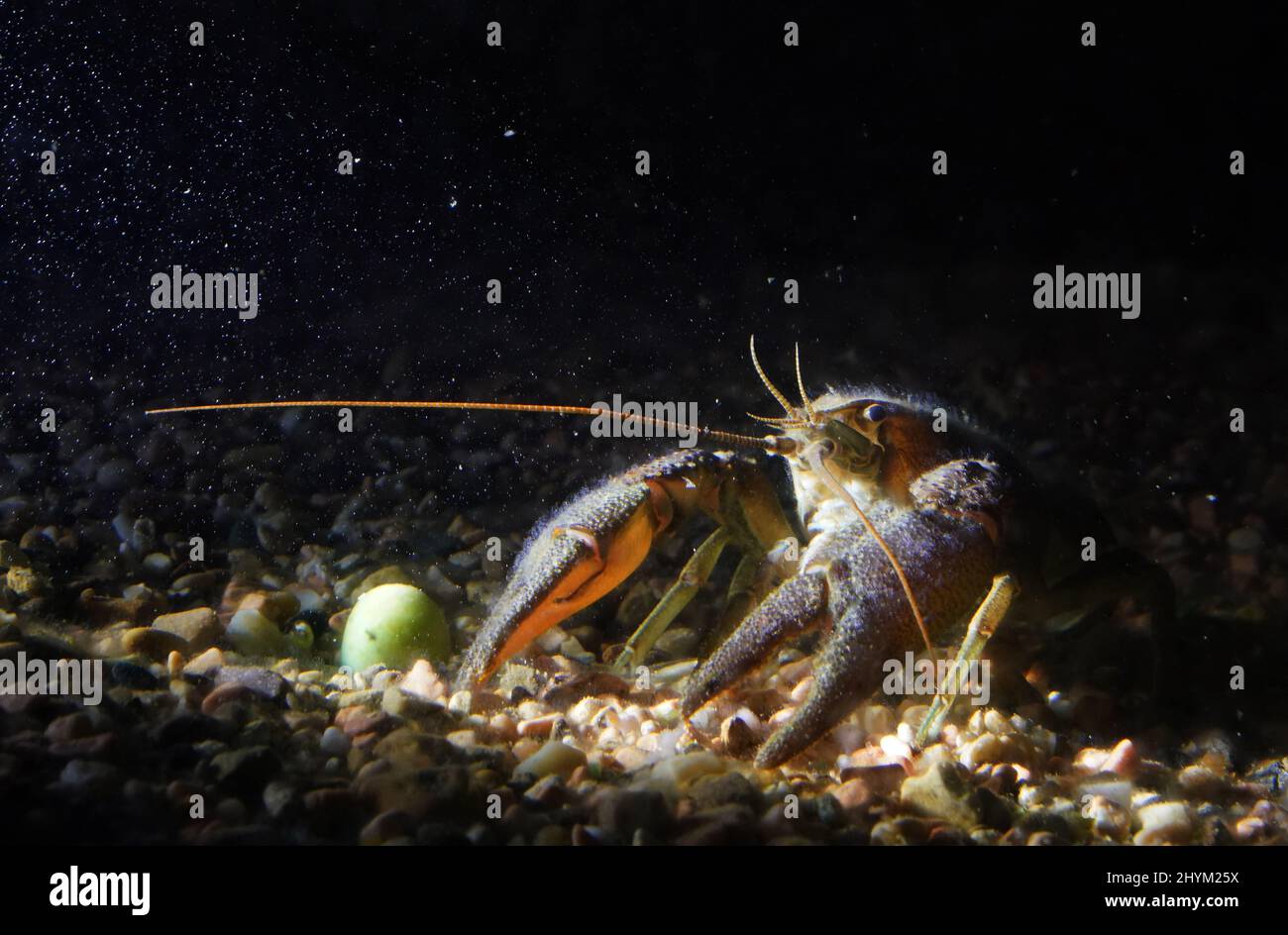 An Endangered White-clawed crayfish at Wallington Hall near Morpeth ...