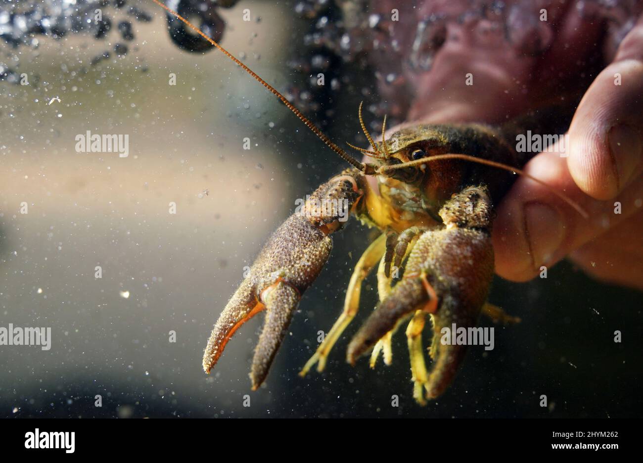 An Endangered White-clawed crayfish at Wallington Hall near Morpeth ...