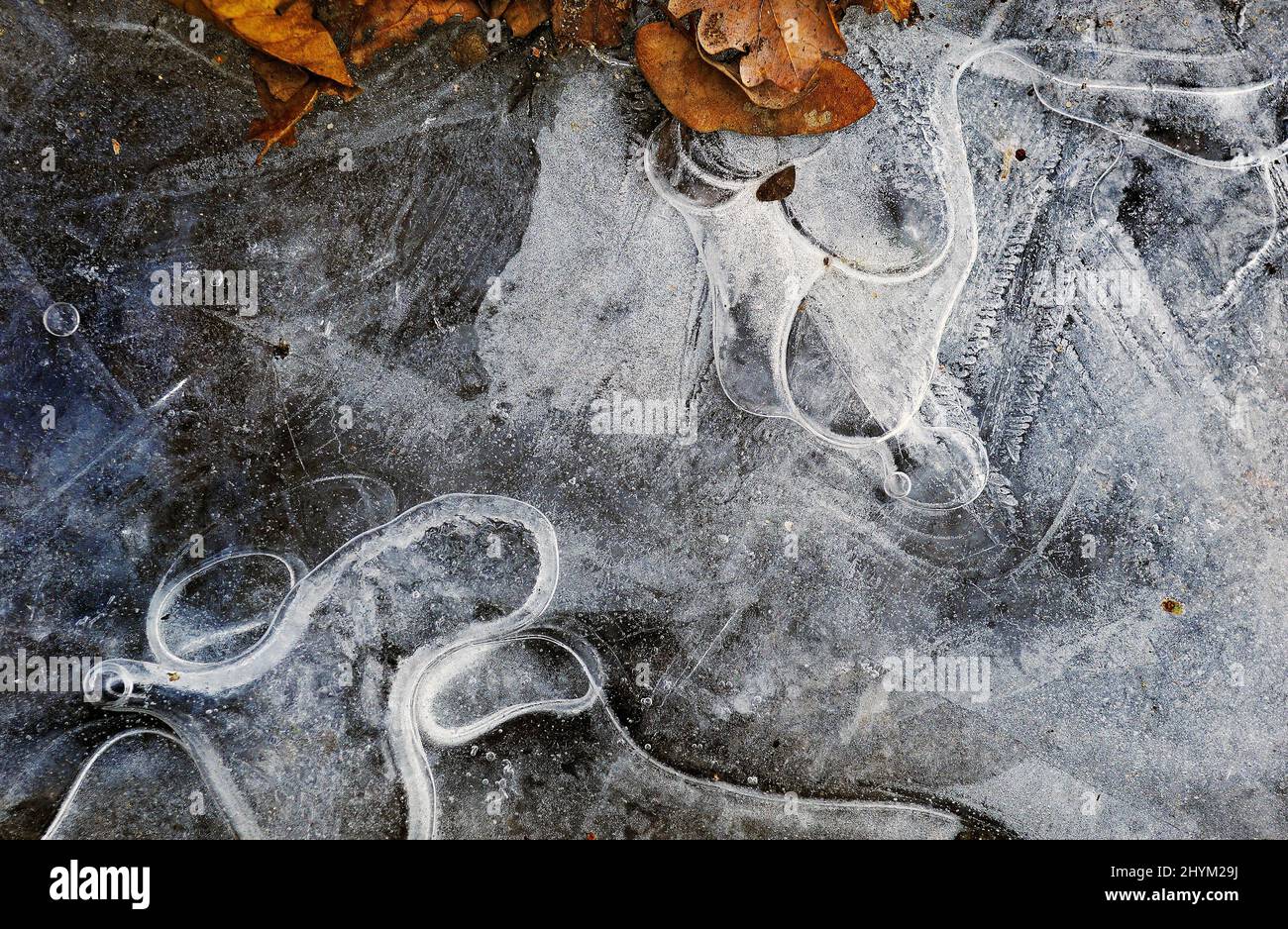 Frozen ice with autumn leaves in puddle of water, Bavaria, Germany ...