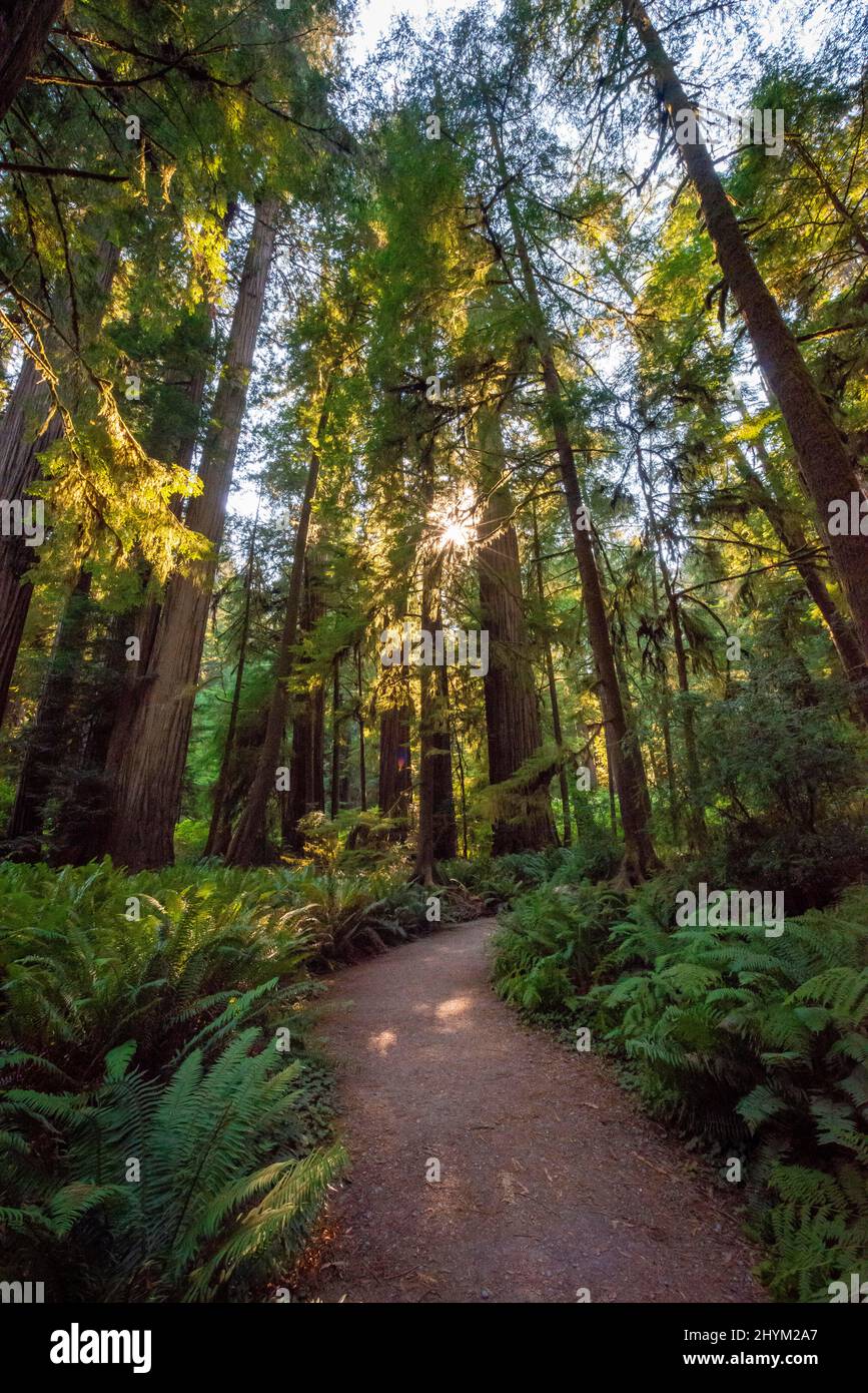 Hiking trail through forest with coastal sequoia trees (Sequoia ...