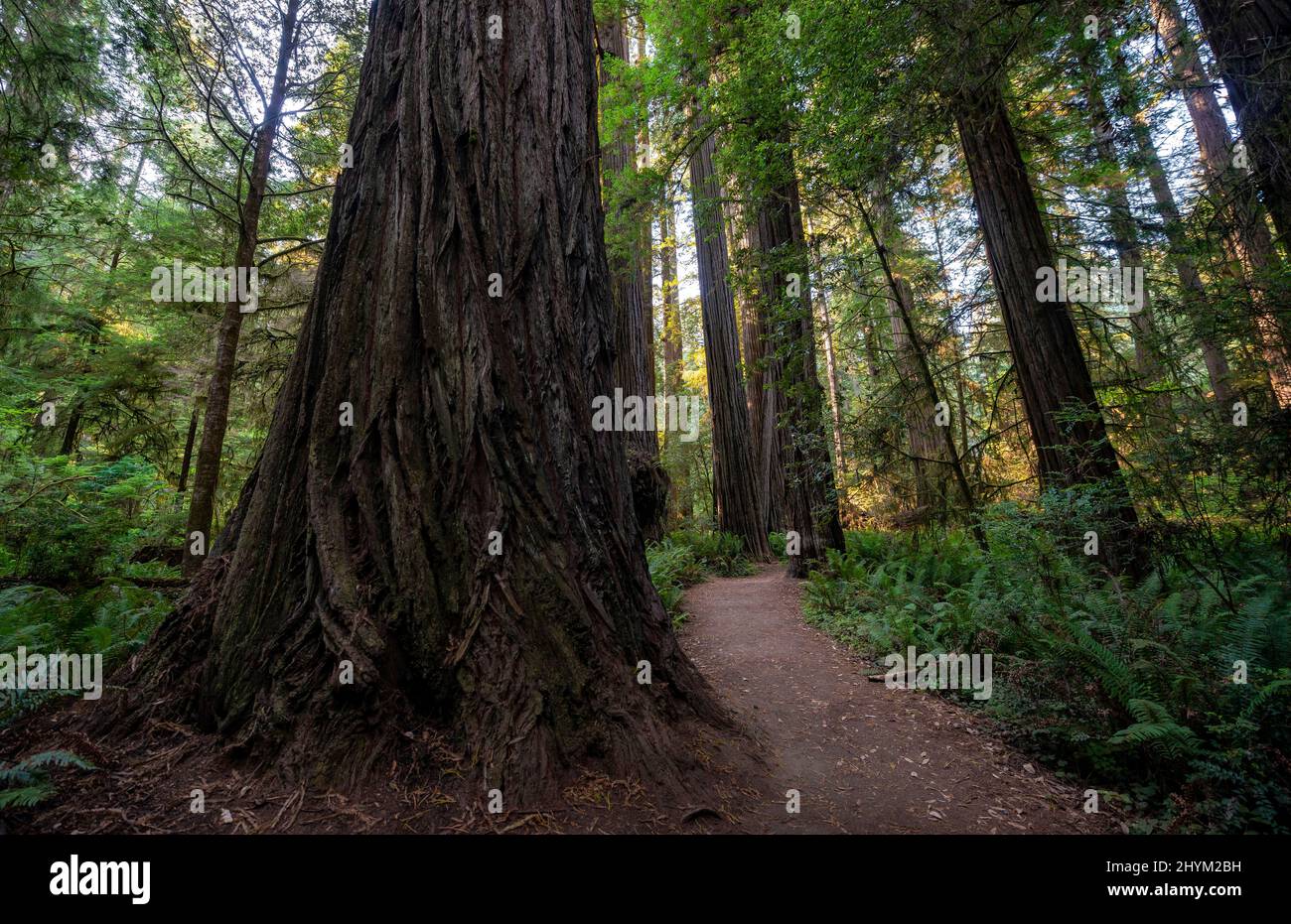 Hiking trail through forest with coastal sequoia trees (Sequoia ...