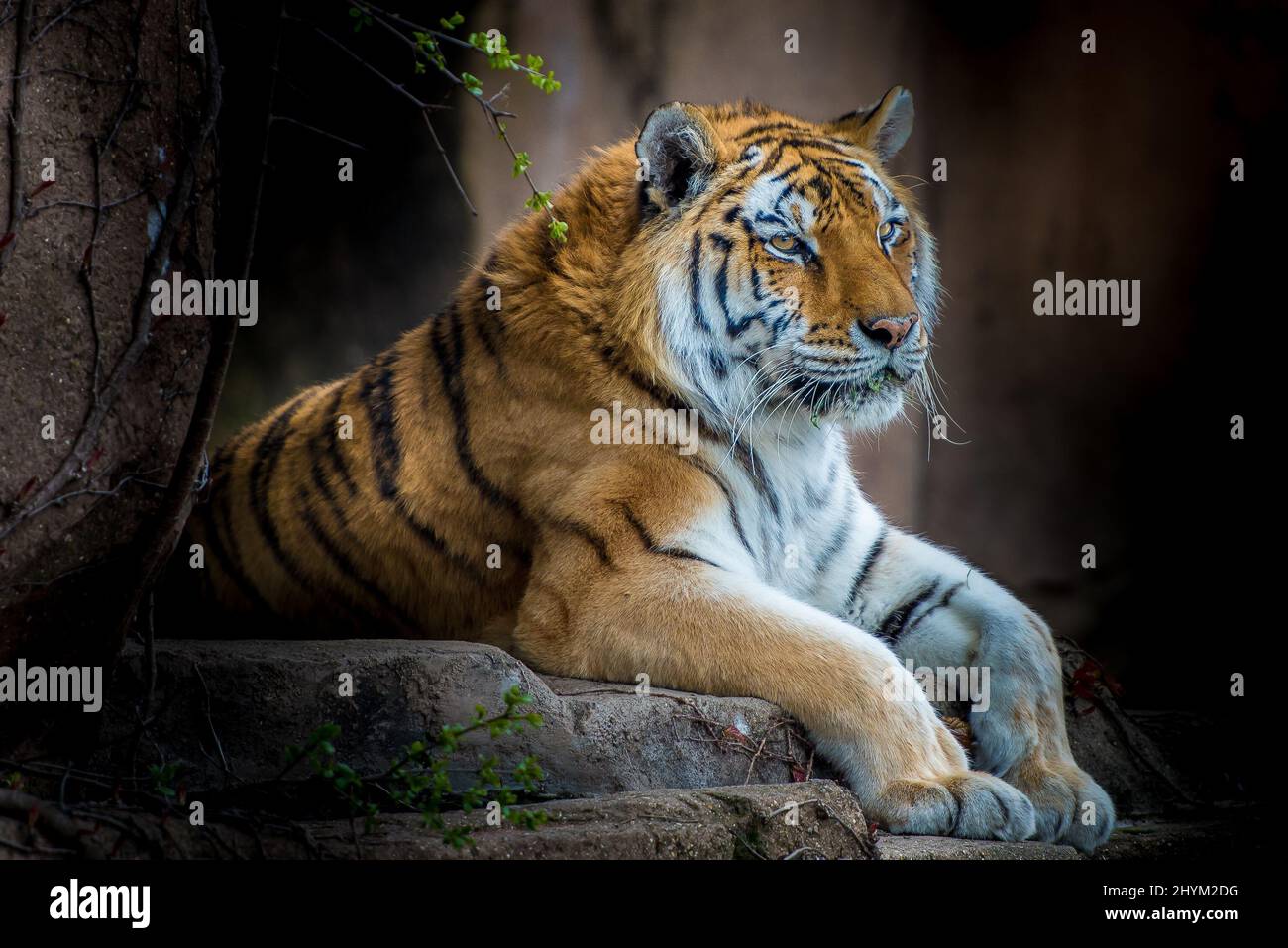 Brookfield zoo in chicago hi-res stock photography and images - Alamy
