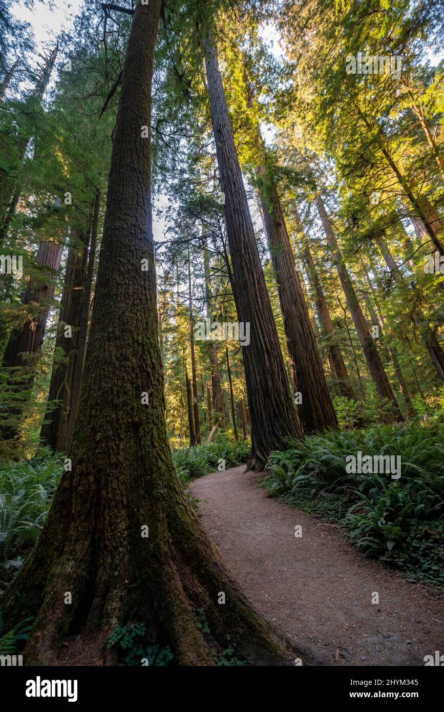 Hiking trail through forest with coastal sequoia trees (Sequoia ...