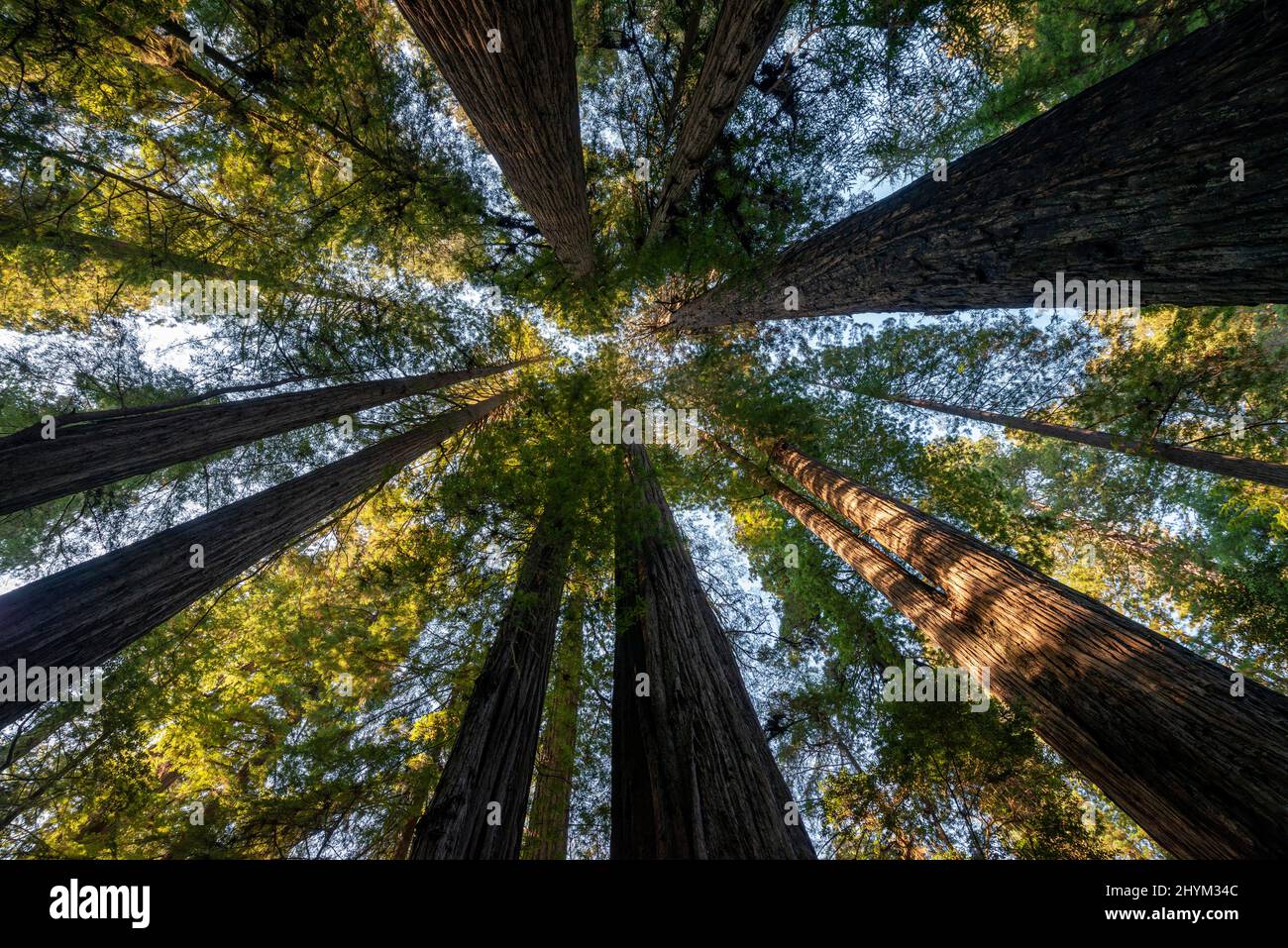 Simpson reed trail hi-res stock photography and images - Alamy