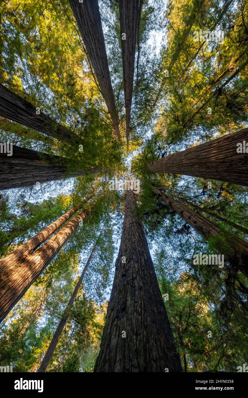 Coast redwoods (Sequoia sempervirens), looking up into the sunlit ...