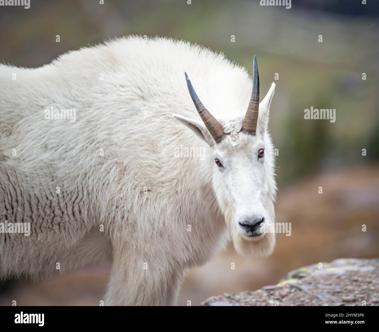 Mountain goat (Oreamnos americanus), mountain goat, animal portrait ...