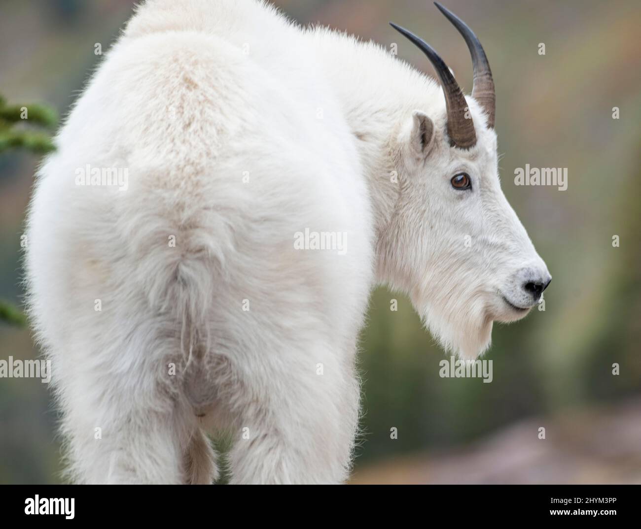 Mountain goat (Oreamnos americanus), Mountain goat, Glacier National ...