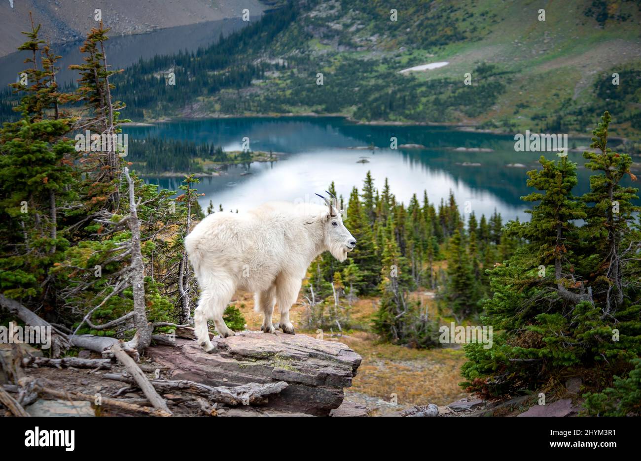 Mountain goat (Oreamnos americanus), mountain goat standing on a rock ...