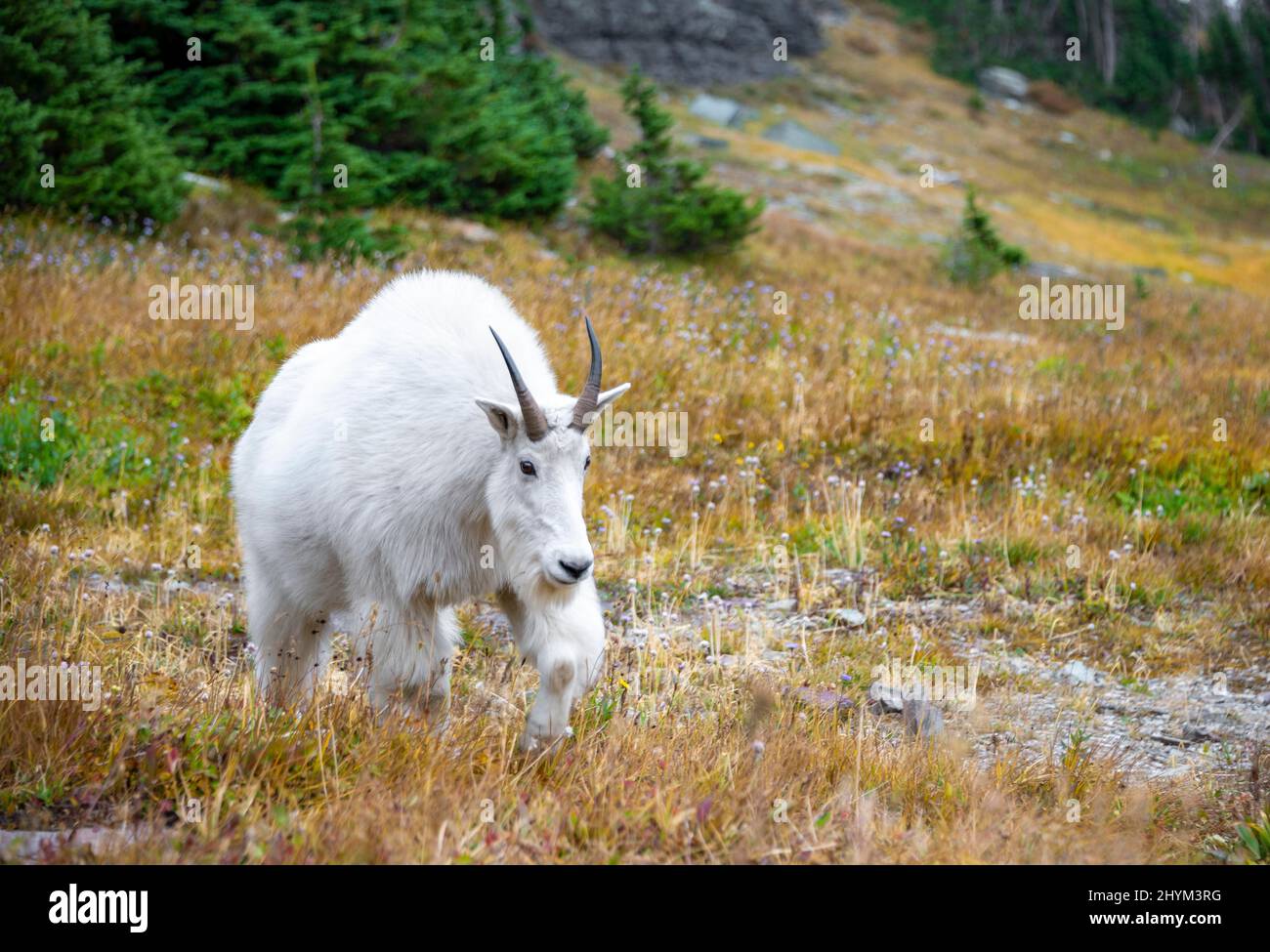 Mountain goat (Oreamnos americanus), mountain goat in a meadow, Glacier ...