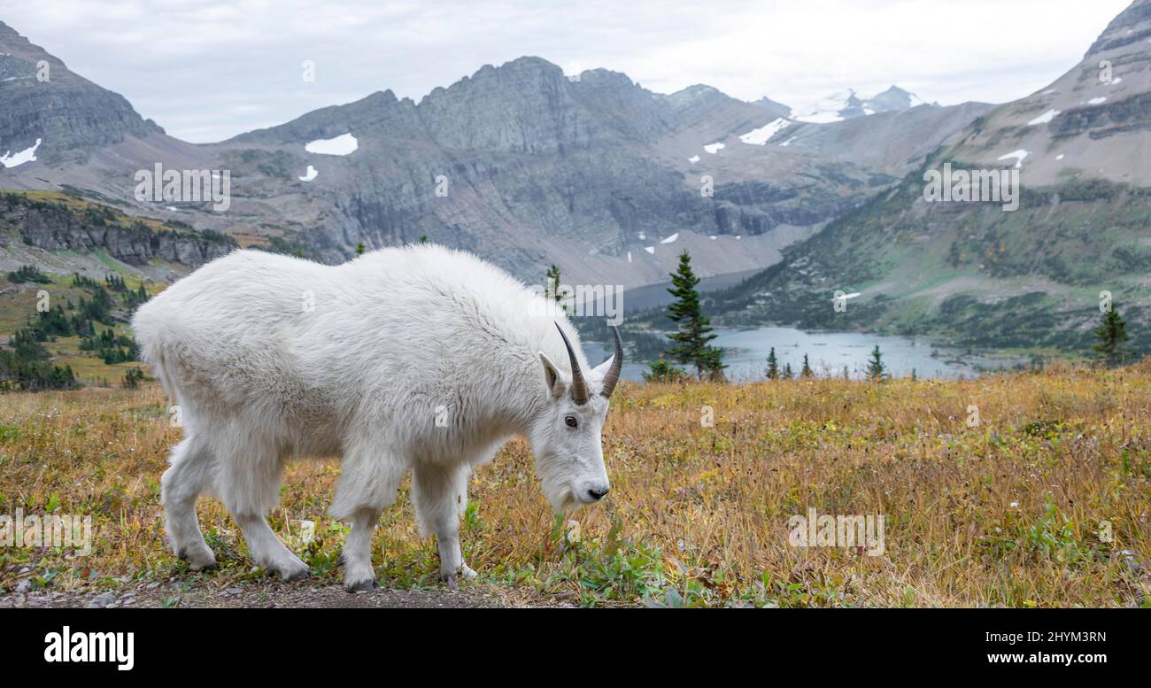 Mountain goat (Oreamnos americanus), Mountain goat in front of mountain ...