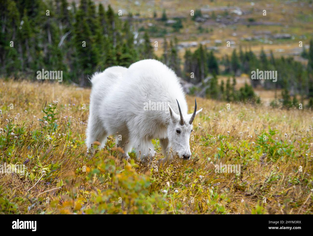 Mountain goat (Oreamnos americanus), mountain goat in a meadow, Glacier ...