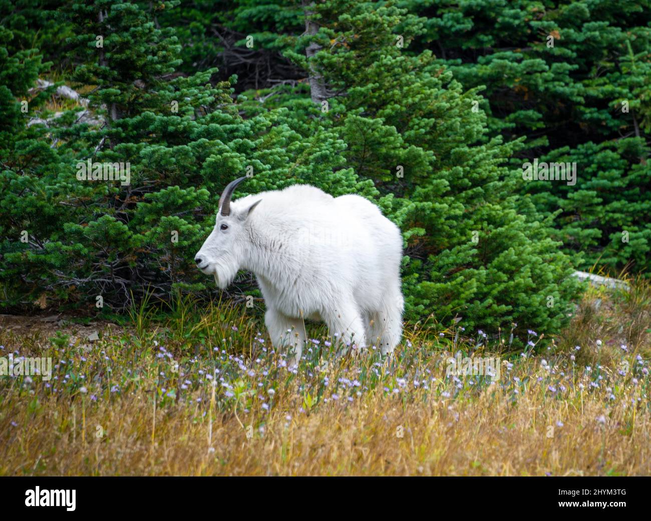 Mountain goat (Oreamnos americanus), mountain goat in a meadow, Glacier ...