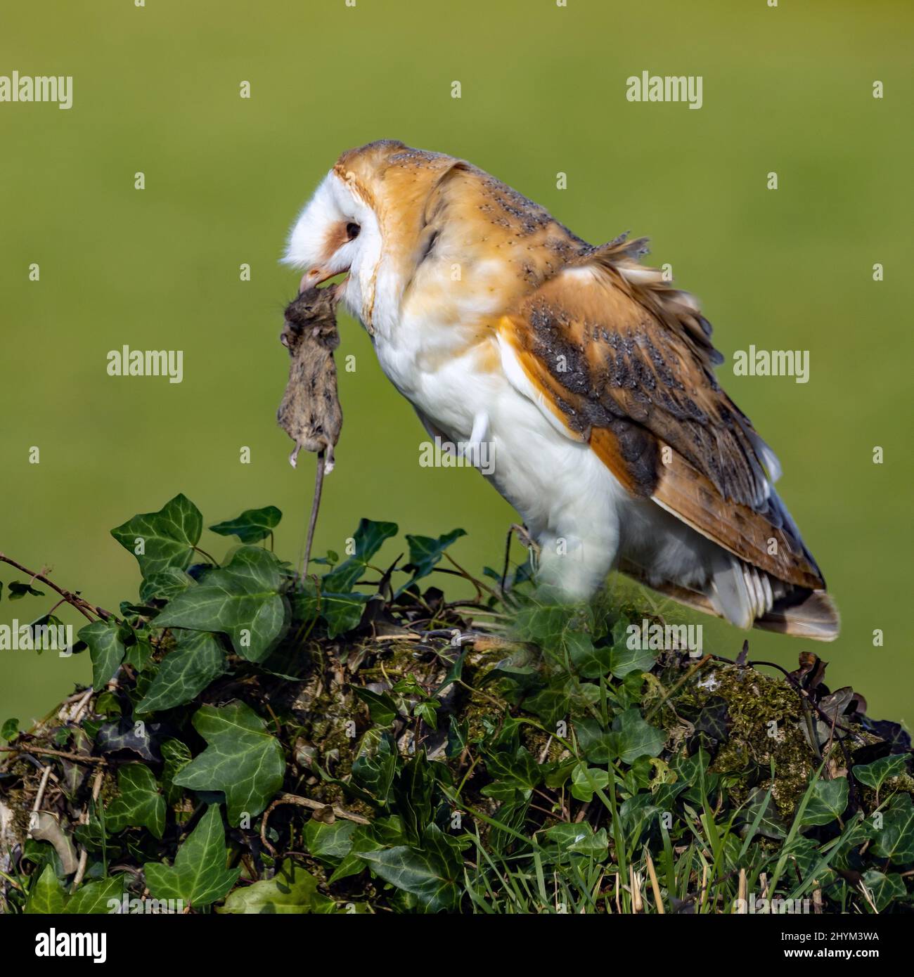 Barn owl with a mouse prey in the mouth against green background Stock ...