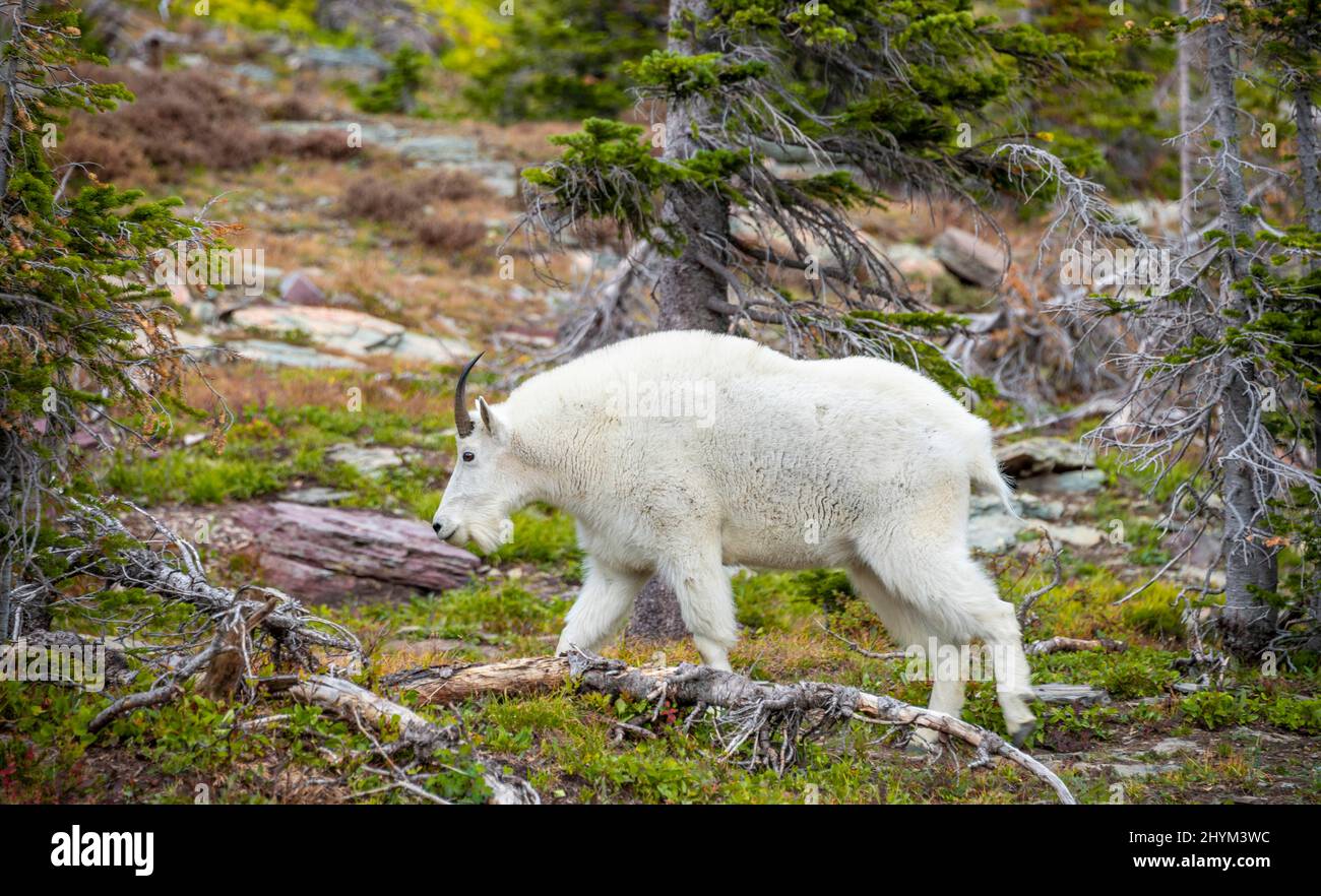 Mountain goat (Oreamnos americanus), mountain goat in a meadow, Glacier ...