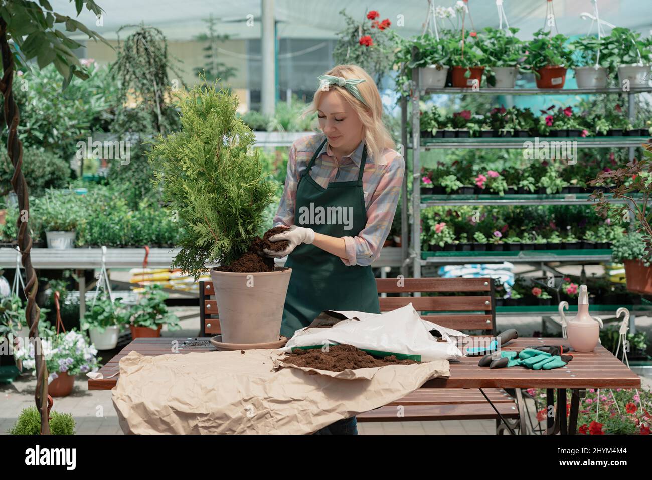 Woman planting a bush in flower pot using dirt in garden center Stock ...