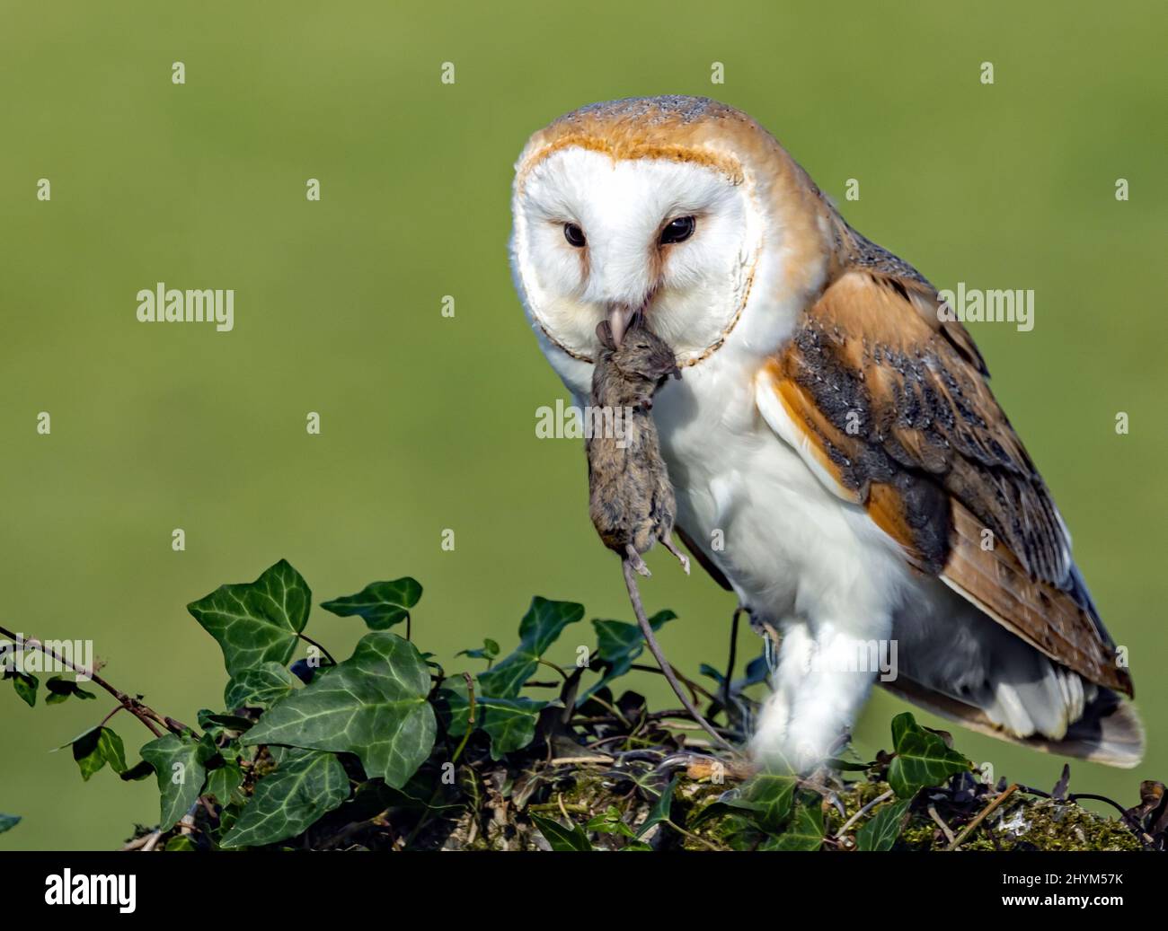 Barn owl with a mouse prey in the mouth against a green background ...