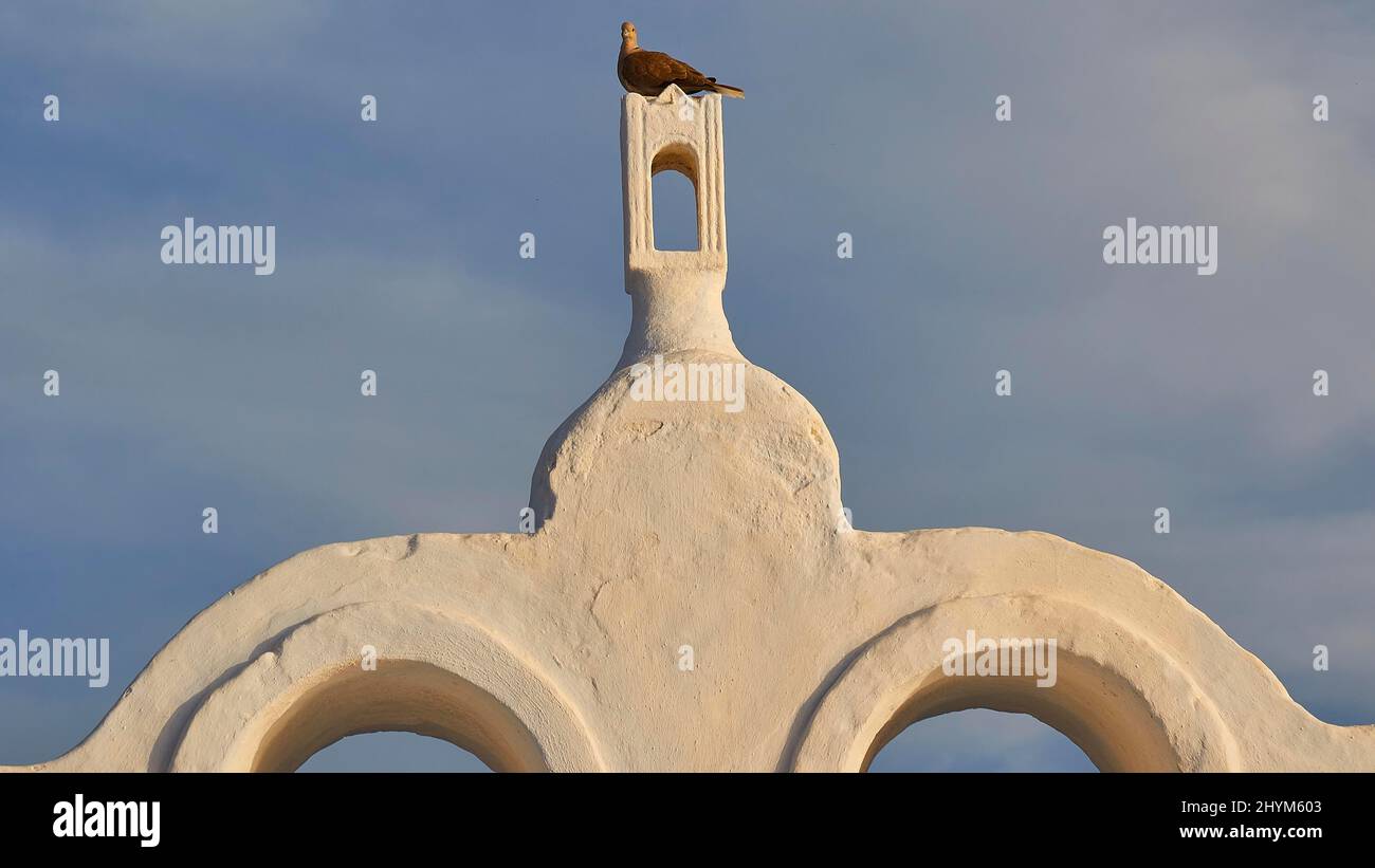 Evening light, columba (genus) (Columba) sitting on white cement roof ...