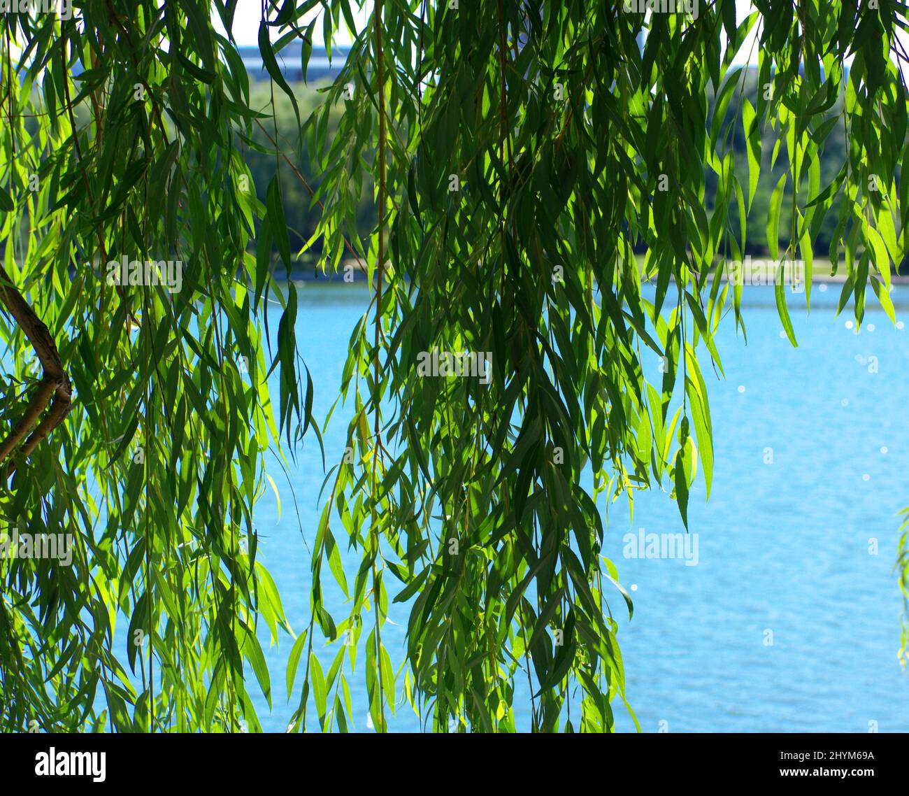 summer in city park at dry sunny day Stock Photo - Alamy