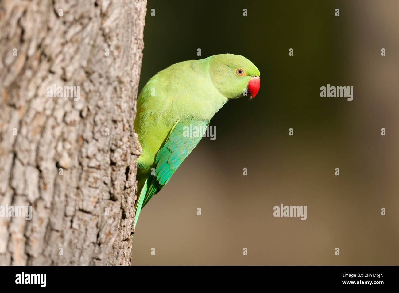 Ground parrot nest hi-res stock photography and images - Alamy