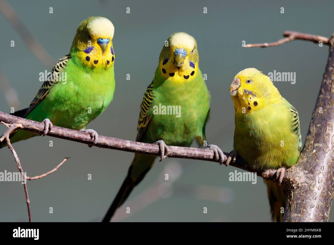 Budgies (Melopsittacus undulatus) sitting on a branch, Captive Stock ...