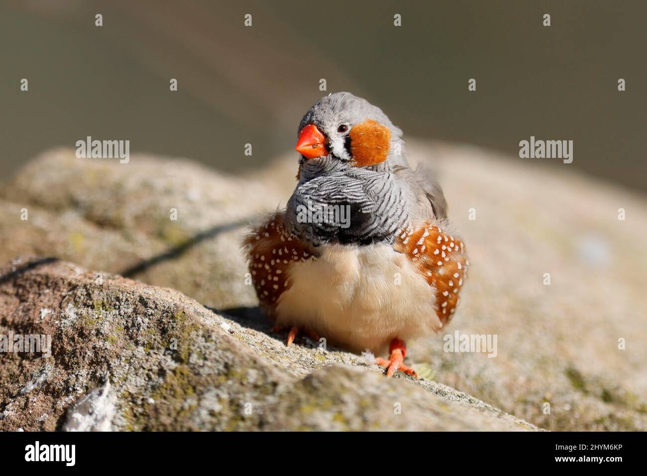 Zebra finch bird sitting hi-res stock photography and images - Alamy