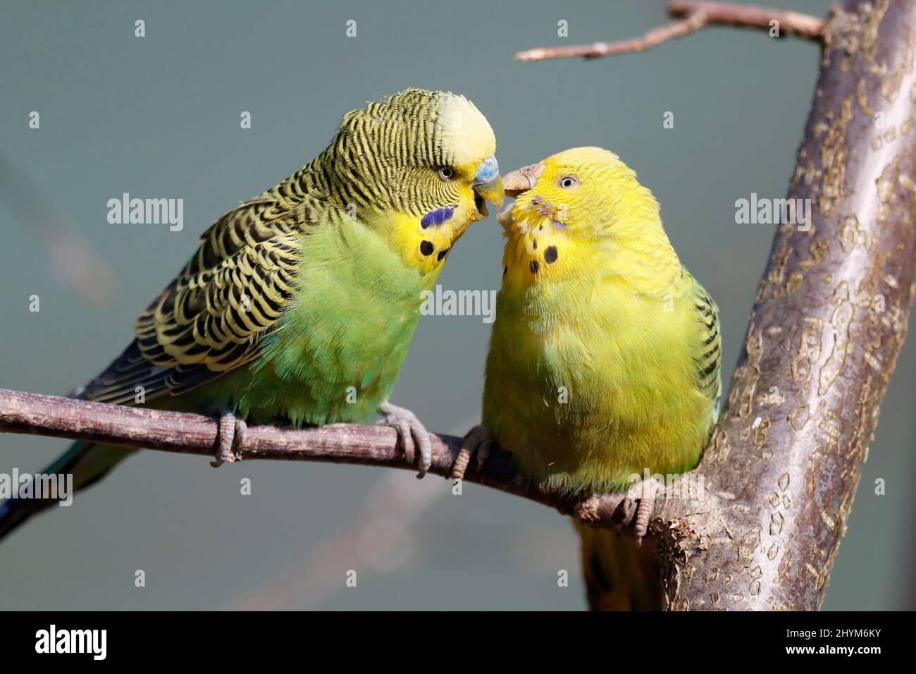 Mating behaviour hi-res stock photography and images - Alamy