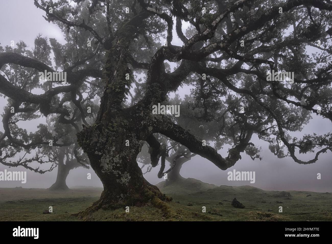 Old laurel forest, stinking laurel, Laurissilva, in the mist with ...