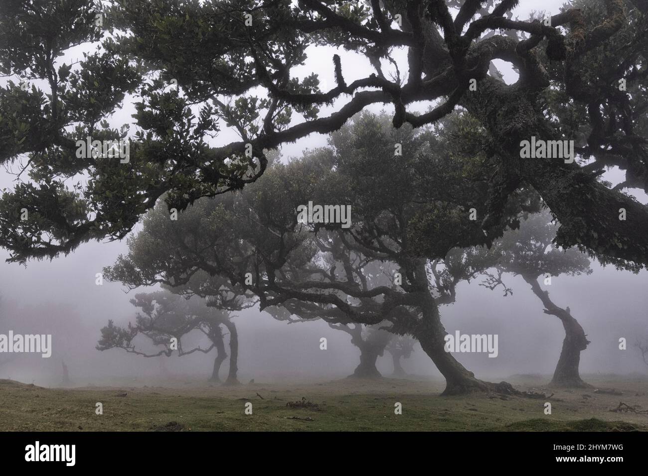 Old laurel forest, stinking laurel, Laurissilva, in the mist with ...