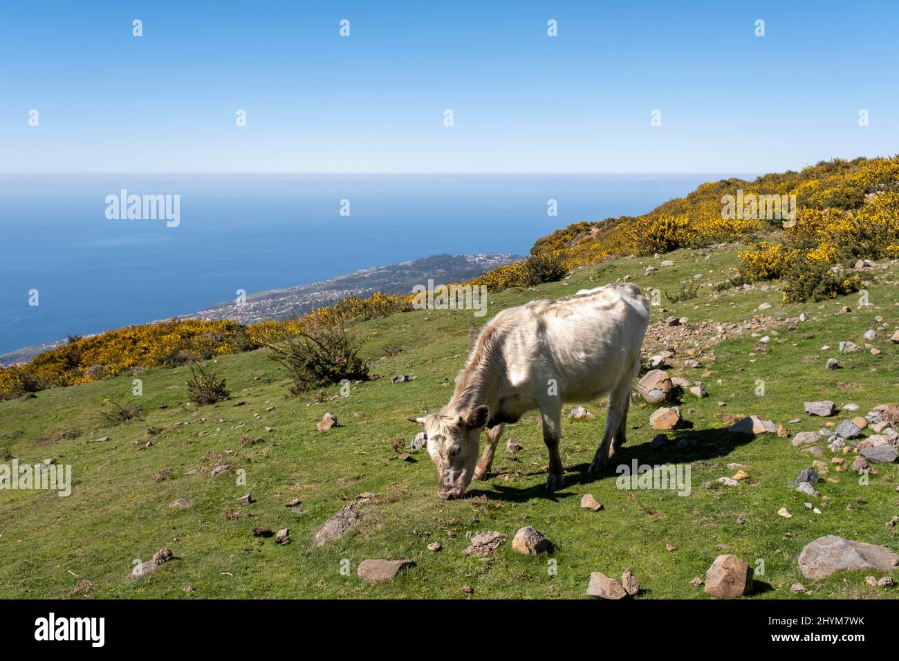 Grazing cow and broom on the barren plateau of Paul da Serra, view of ...
