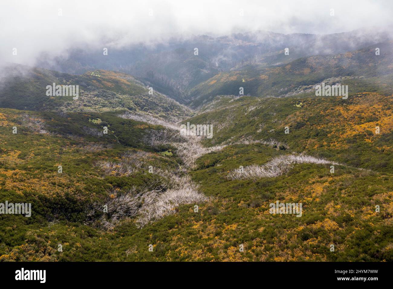 Ravine with mist and gorse on the barren plateau of Paul da Serra ...