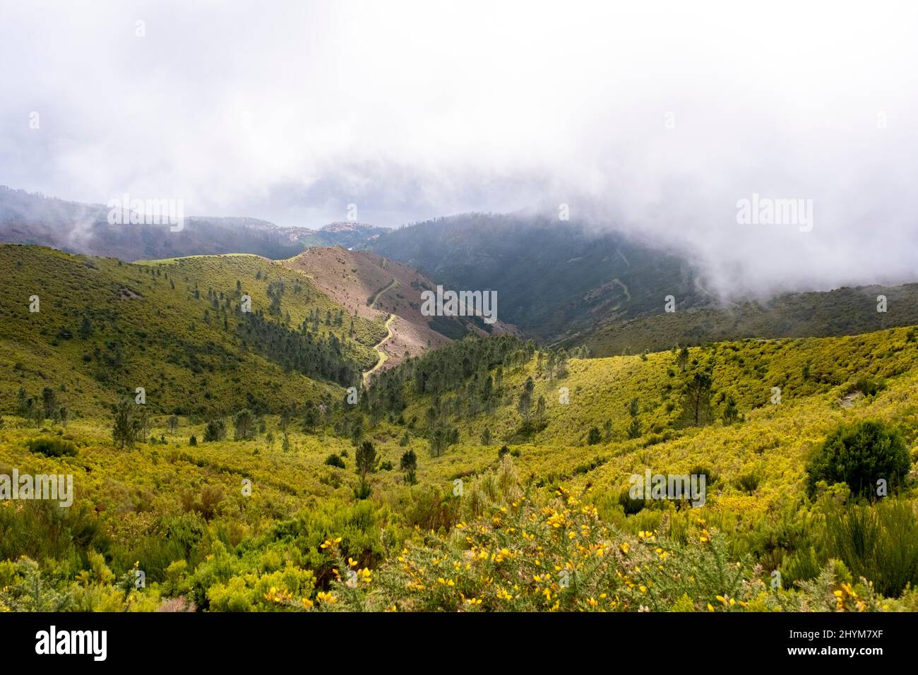 Ravine with mist and gorse on the barren plateau of Paul da Serra ...