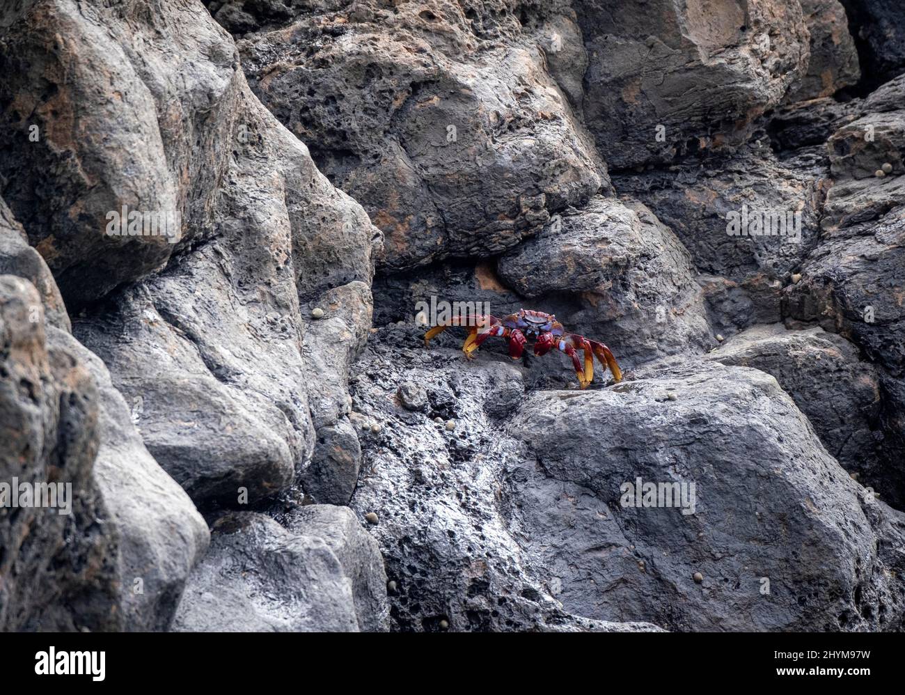 Red rock crab (Grapsus adscensionis), Madeira, Portugal Stock Photo - Alamy
