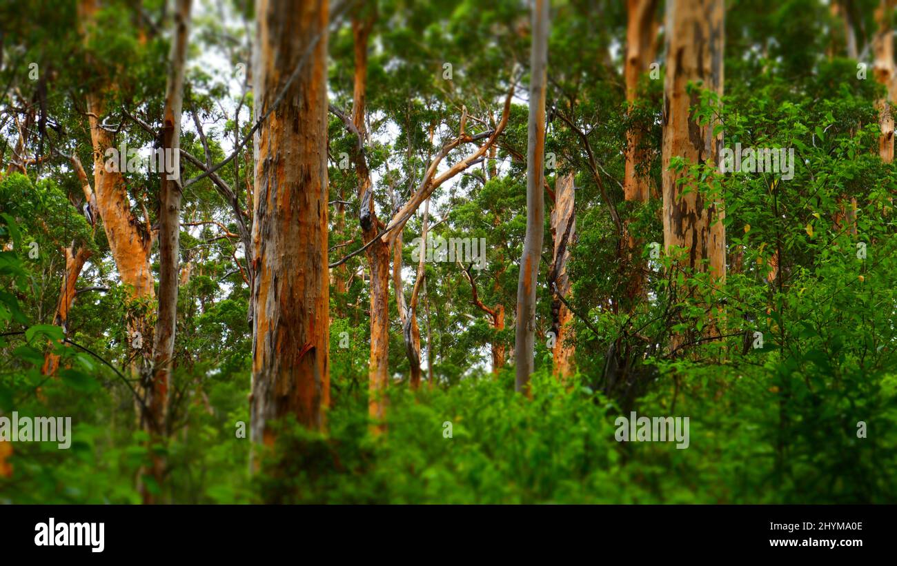 Karri trees of Pemberton, south-west Western Australi Stock Photo - Alamy
