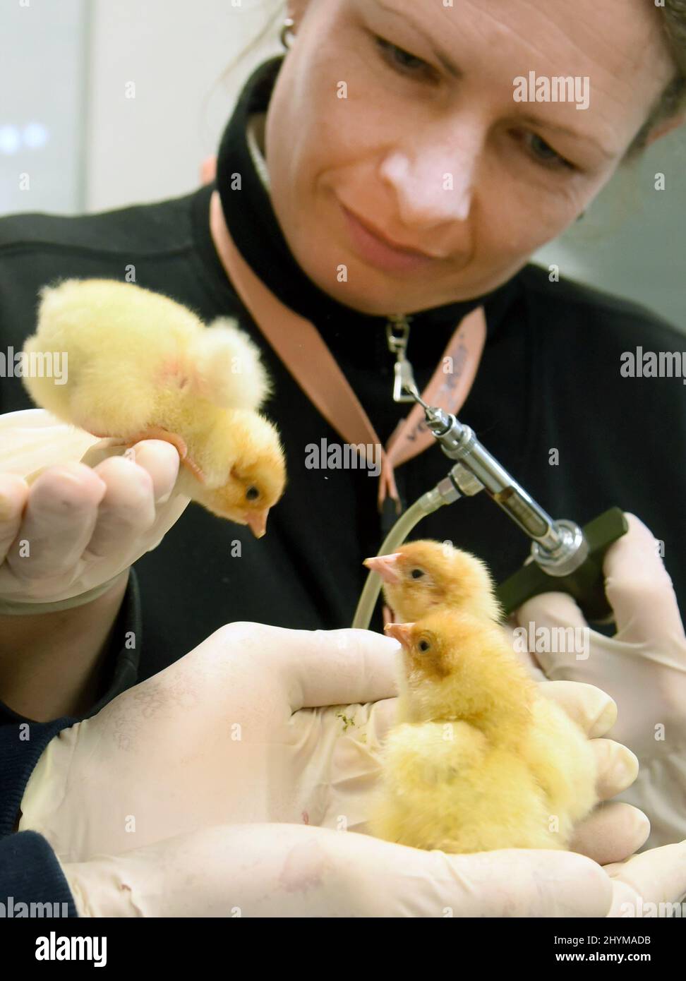 14 March 2022, Saxony, Pehritzsch B. Eilenburg: Poultry farmer Hartmut ...