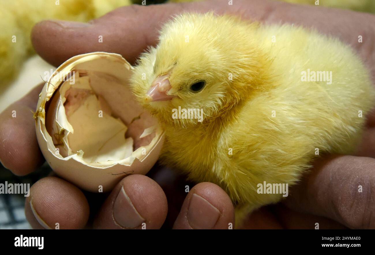 1 day old chicks hi-res stock photography and images - Alamy