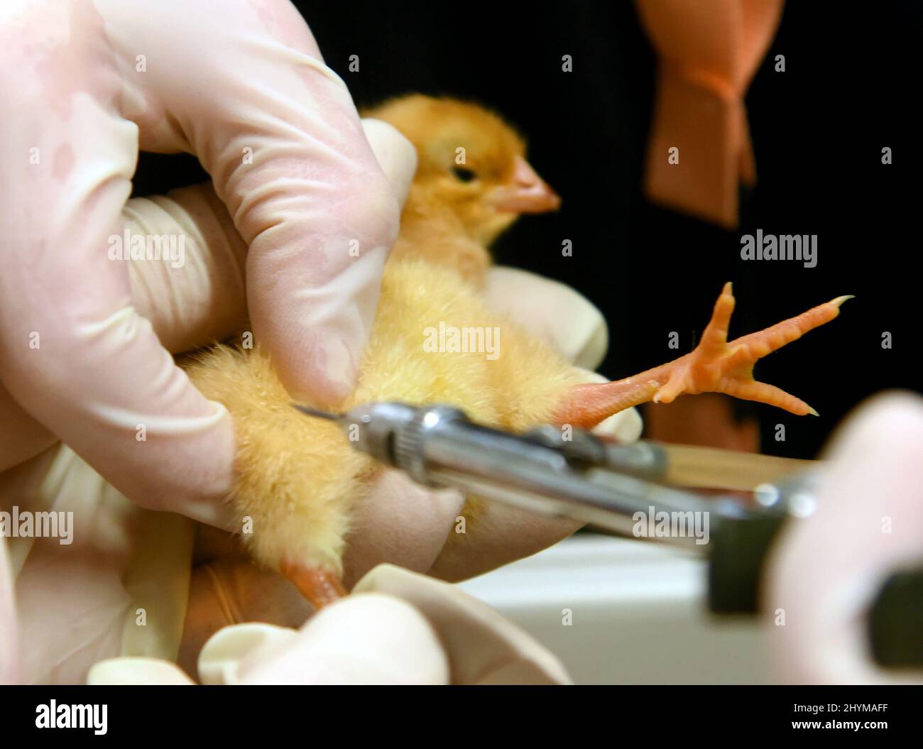 14 March 2022, Saxony, Pehritzsch B. Eilenburg: Poultry farmer Hartmut ...
