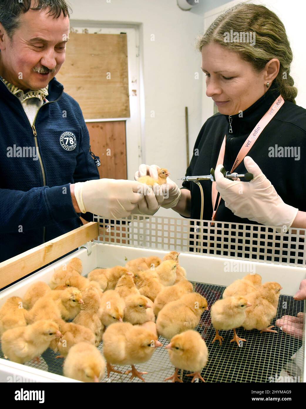 14 March 2022, Saxony, Pehritzsch B. Eilenburg: Poultry farmer Hartmut ...